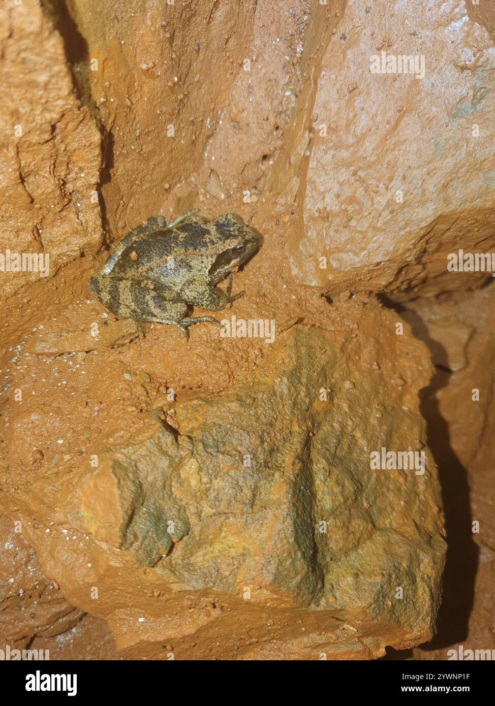 Italian Stream Frog (Rana italica Stock Photo - Alamy