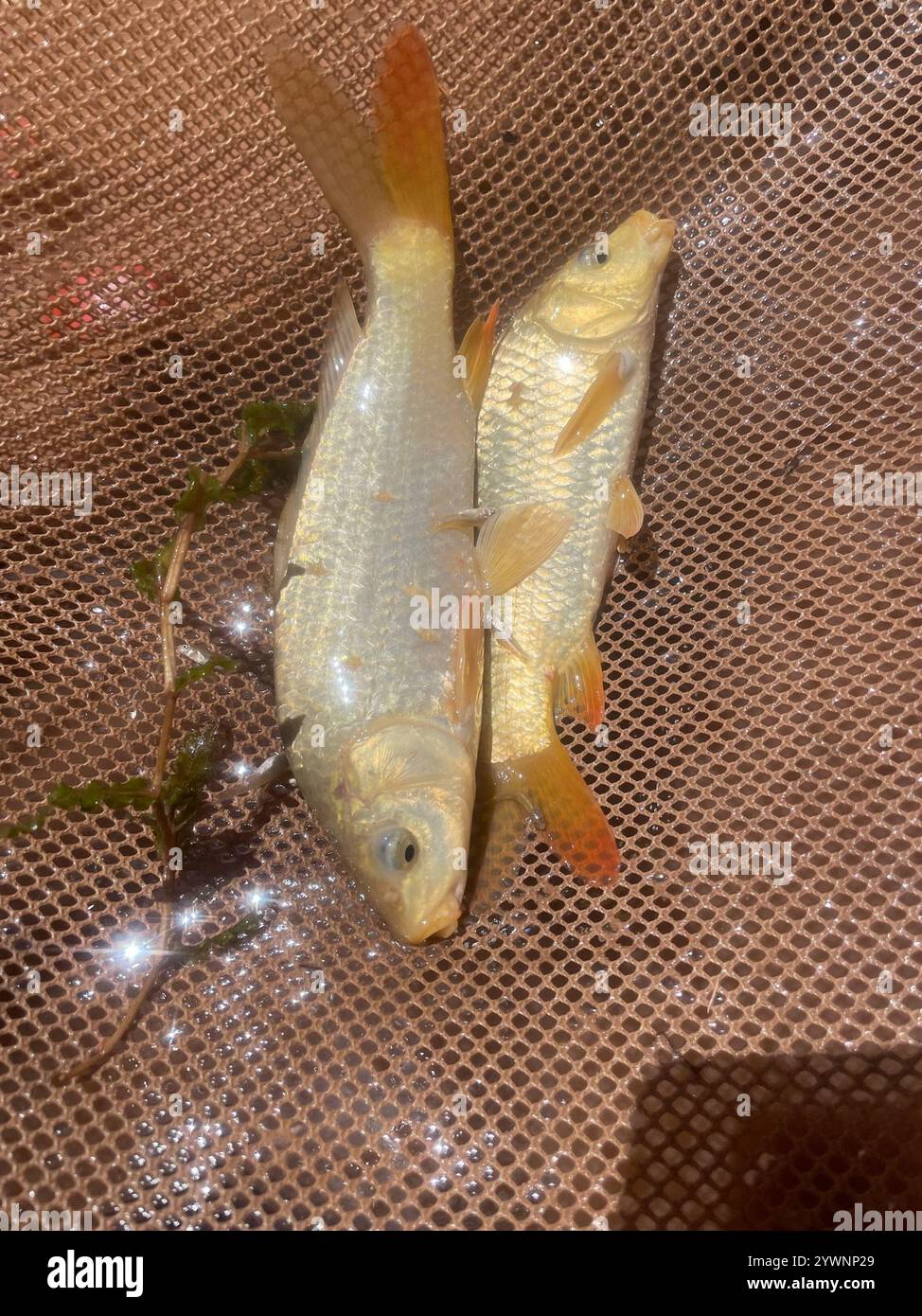 European Carp (Cyprinus carpio Stock Photo - Alamy