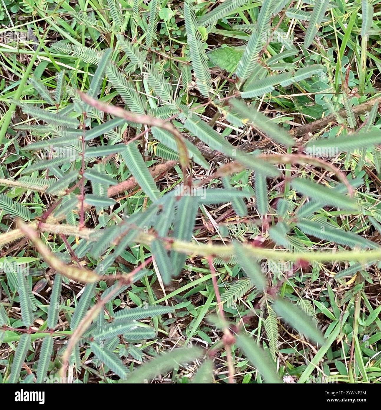 sensitive plants (Mimosa Stock Photo - Alamy