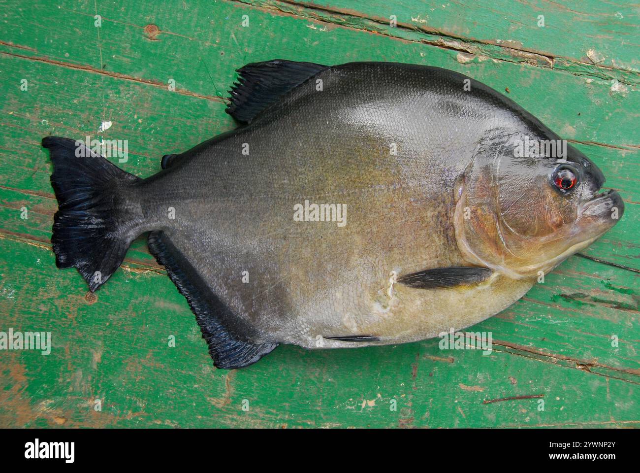 Redeye piranha hi-res stock photography and images - Alamy