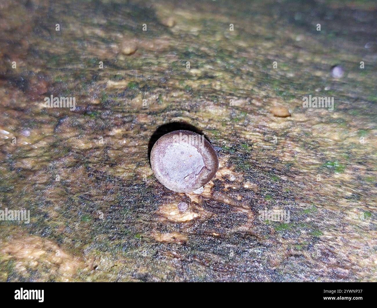 Ear fungus (Auricularia cornea Stock Photo - Alamy