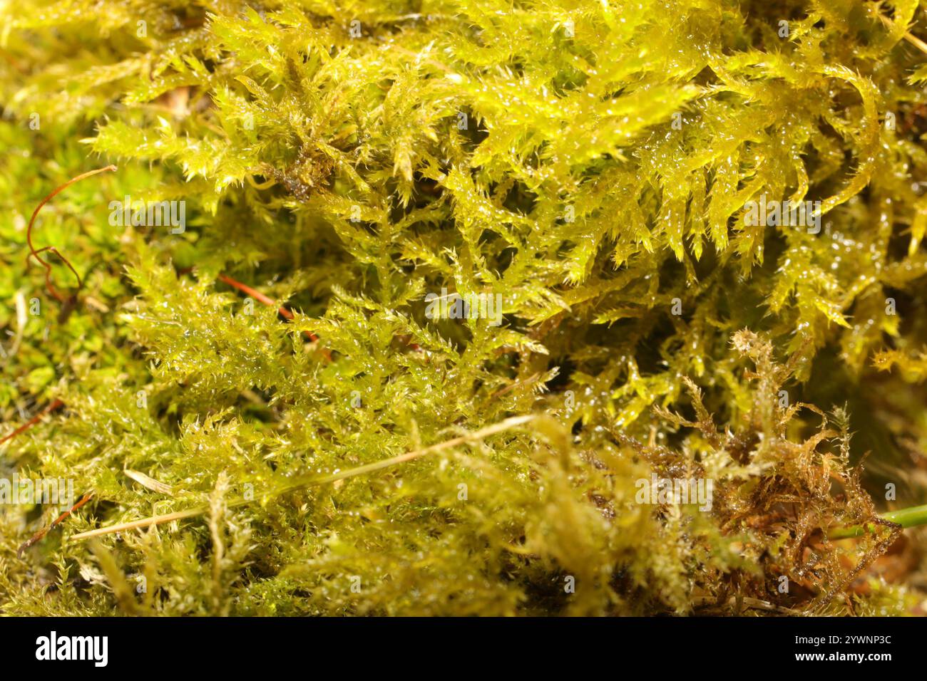 Common Feather-moss (Kindbergia praelonga Stock Photo - Alamy