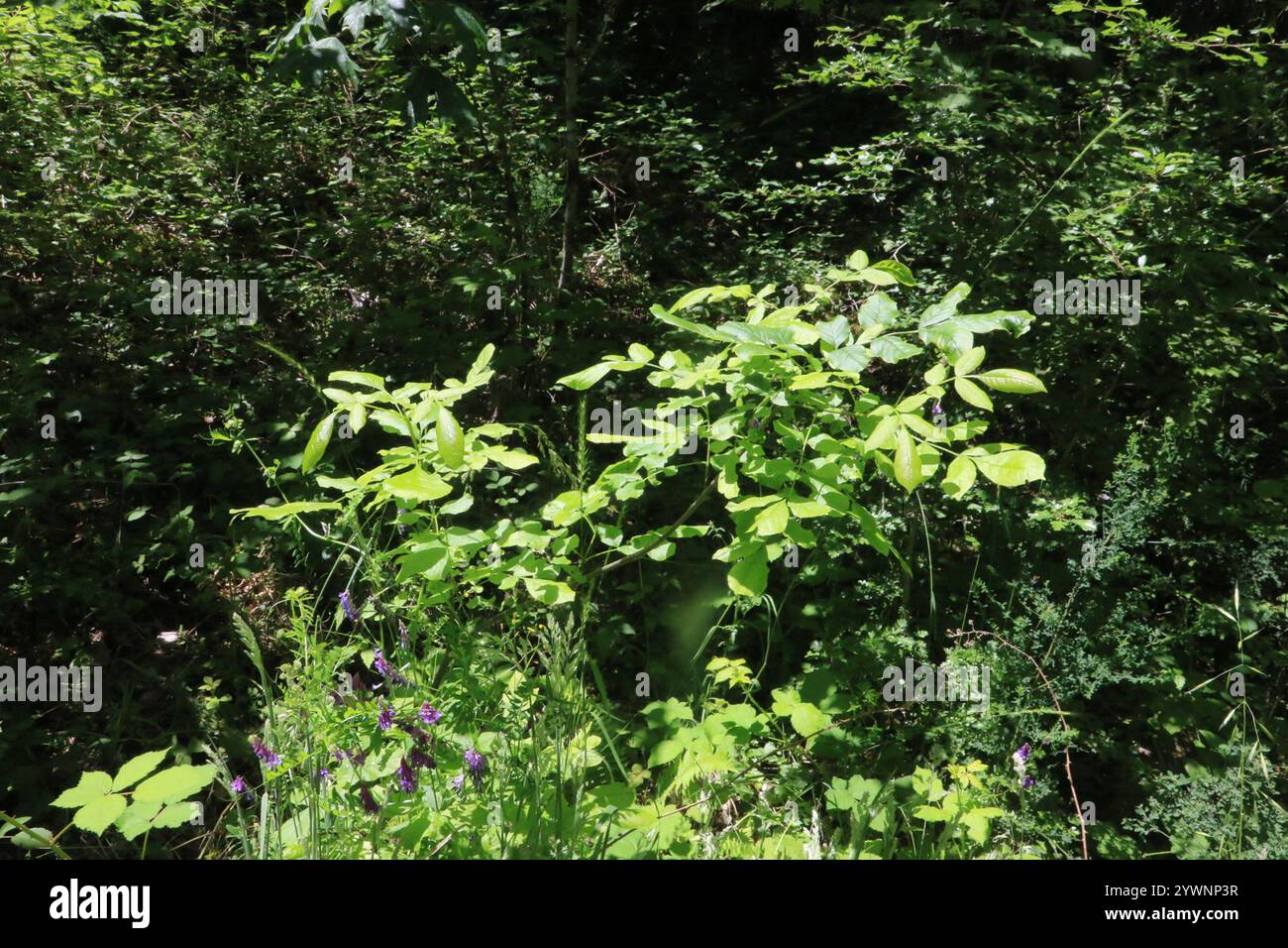Oregon Ash (Fraxinus latifolia Stock Photo - Alamy