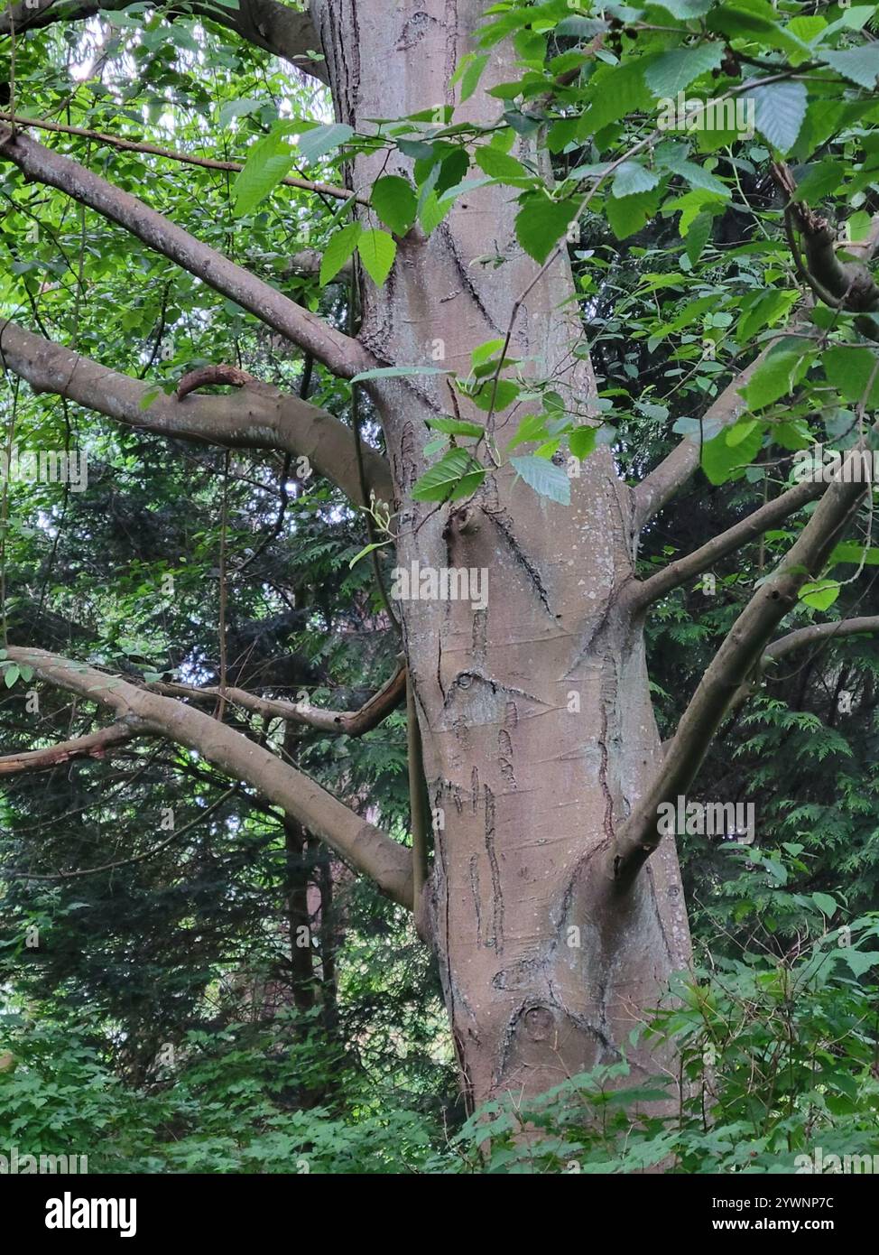 Red Alder (Alnus rubra Stock Photo - Alamy