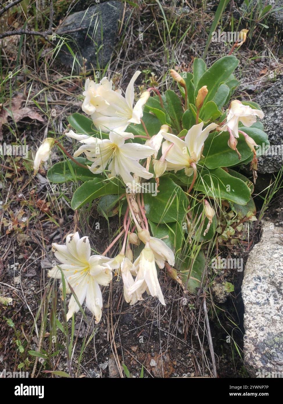 Tweedy's lewisia (Lewisiopsis tweedyi Stock Photo - Alamy