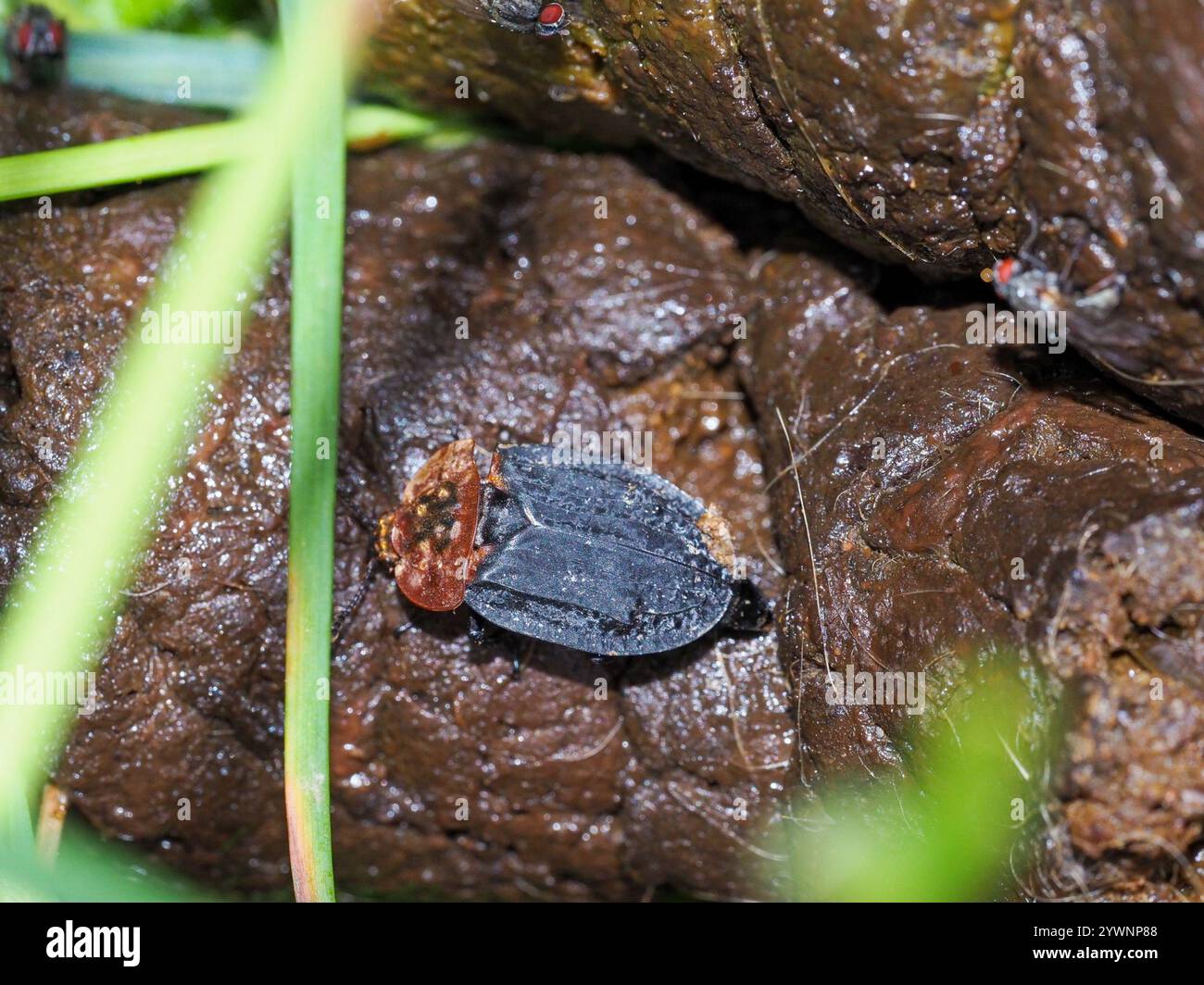 Red-breasted Carrion Beetle (Oiceoptoma thoracicum Stock Photo - Alamy