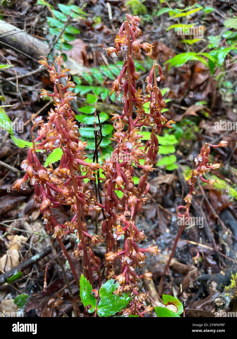 Eastern spotted coralroot (Corallorhiza maculata maculata Stock Photo ...