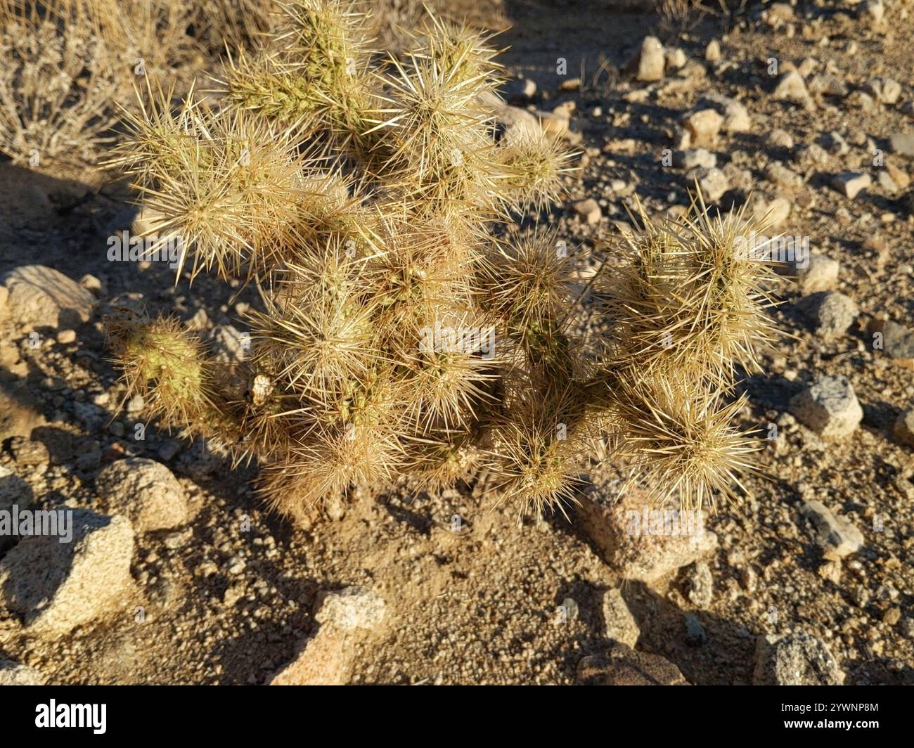 Silver Cholla (Cylindropuntia echinocarpa Stock Photo - Alamy