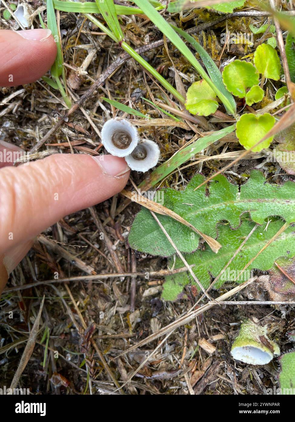 jellied bird's nest fungus (Nidula candida Stock Photo - Alamy