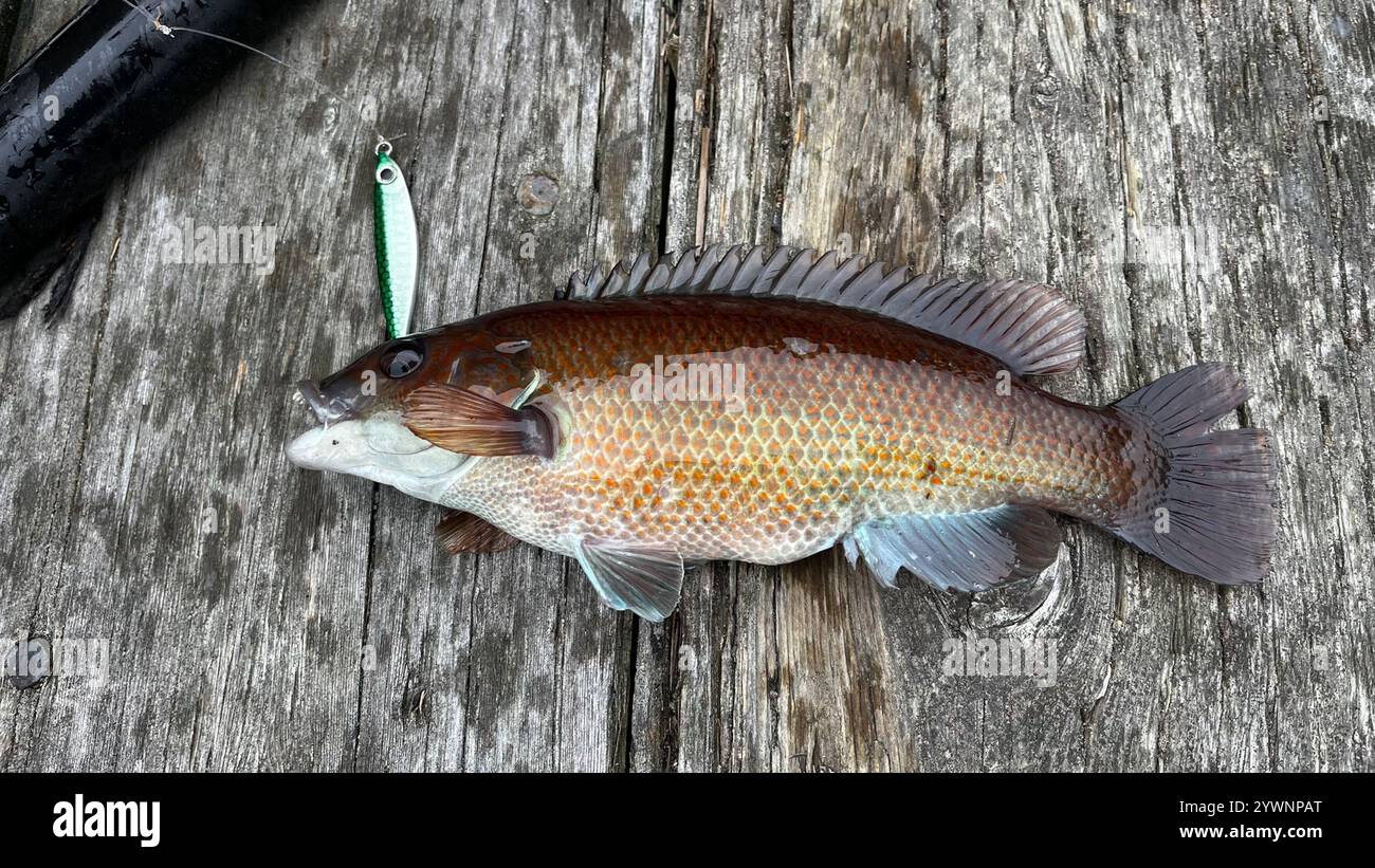 Tautogolabrus adspersus hi-res stock photography and images - Alamy