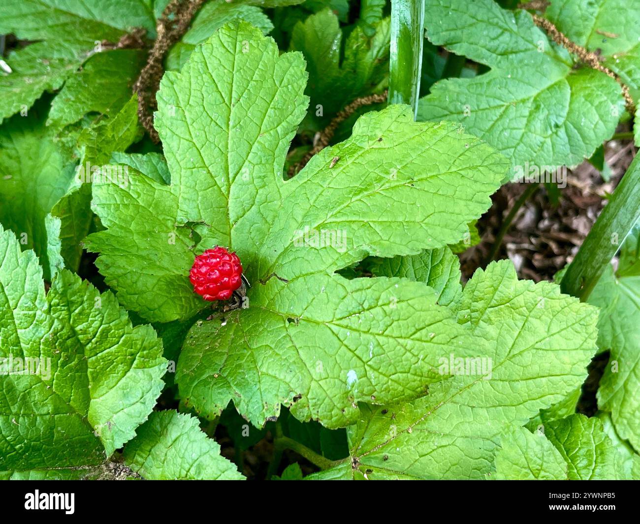 Goldenseal (Hydrastis canadensis Stock Photo - Alamy