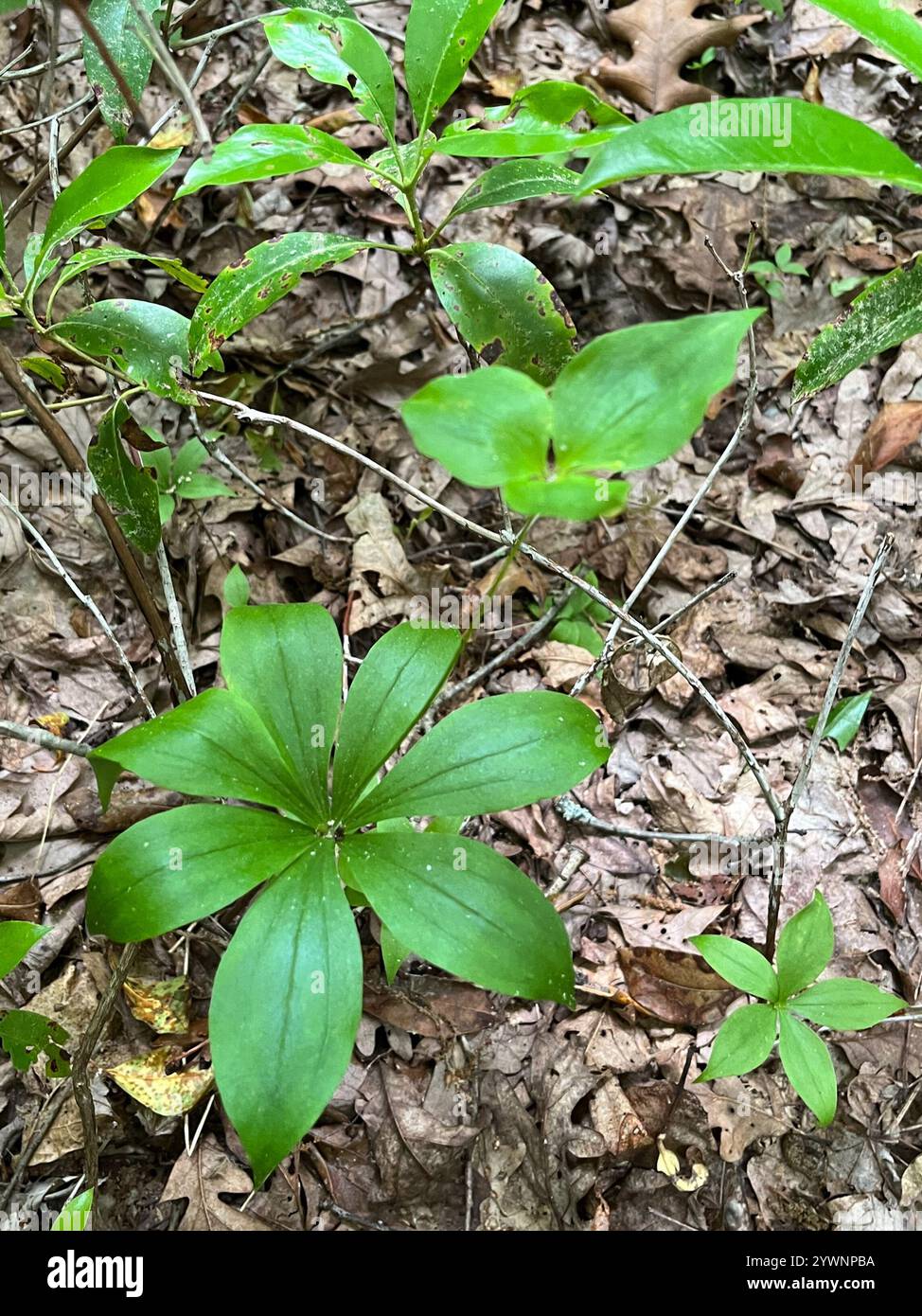 Cucumber Root (Medeola virginiana Stock Photo - Alamy