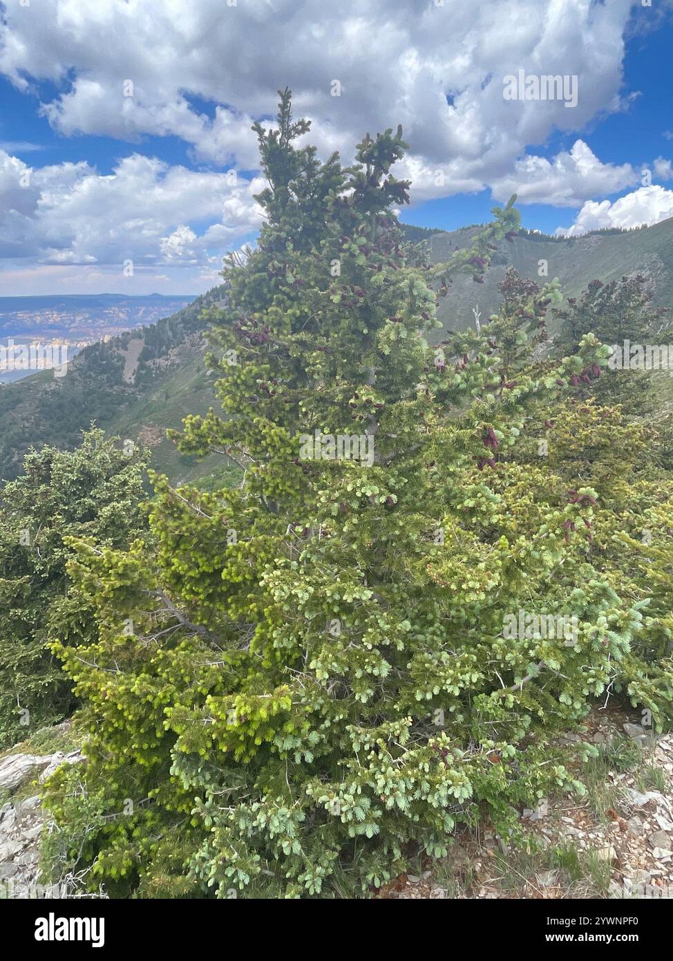 Engelmann spruce (Picea engelmannii Stock Photo - Alamy