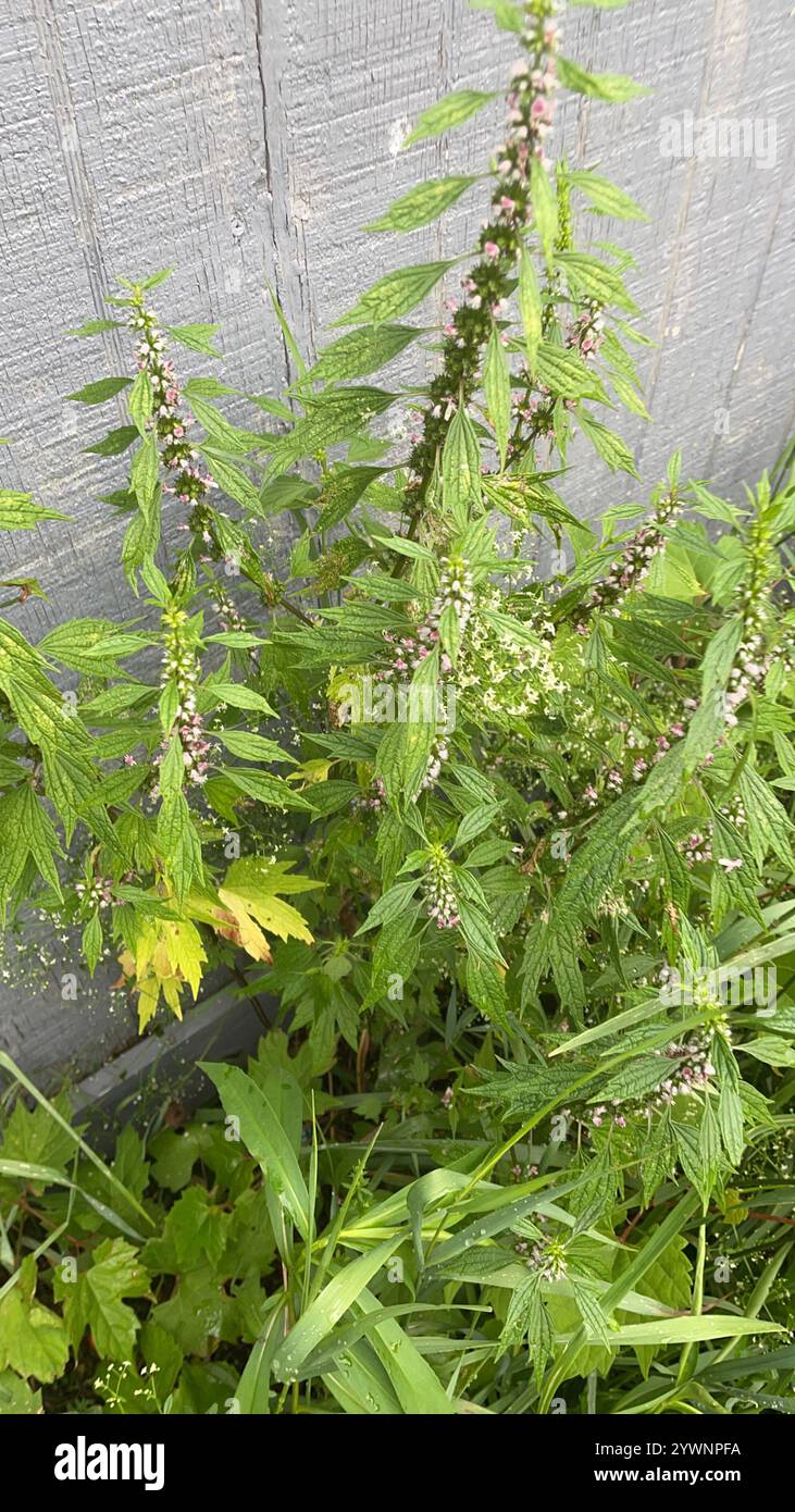 common motherwort (Leonurus cardiaca Stock Photo - Alamy