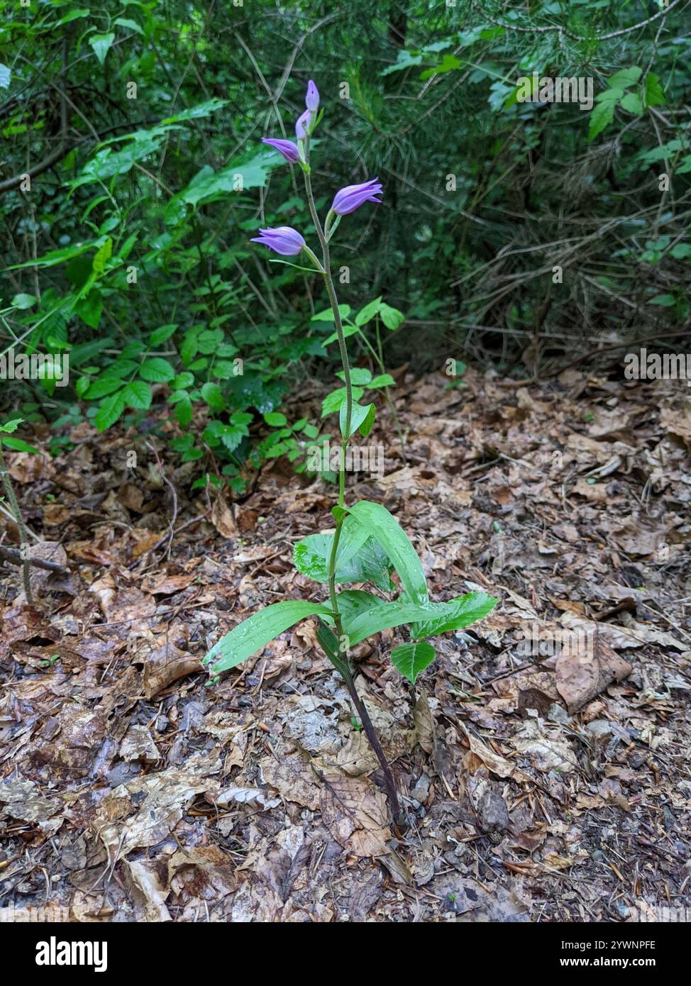 Red Helleborine (Cephalanthera rubra Stock Photo - Alamy