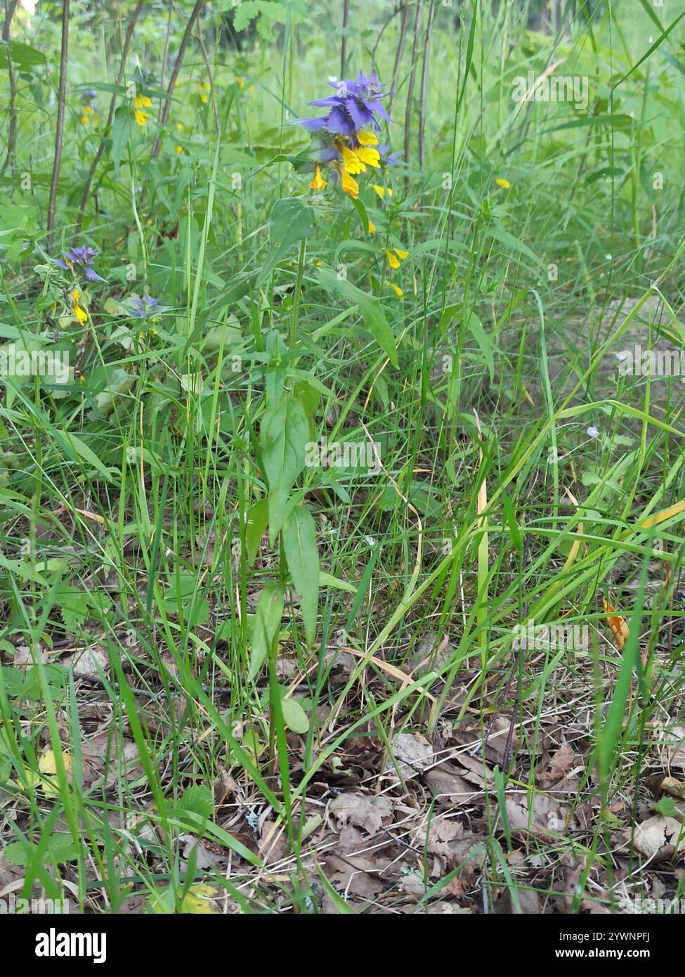 Wood Cow-wheat (Melampyrum nemorosum Stock Photo - Alamy
