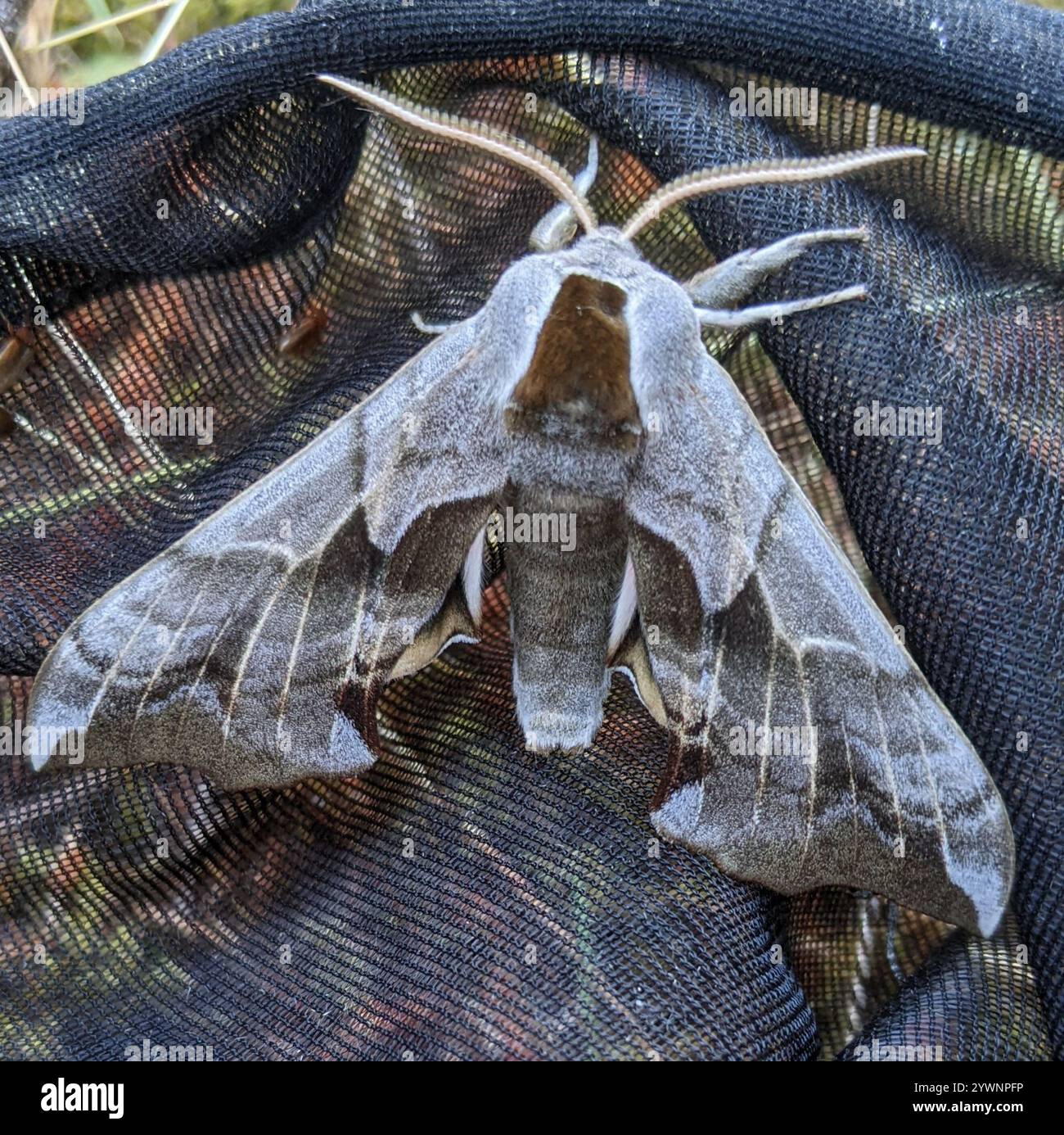 Western Eyed Sphinx (Smerinthus ophthalmica Stock Photo - Alamy