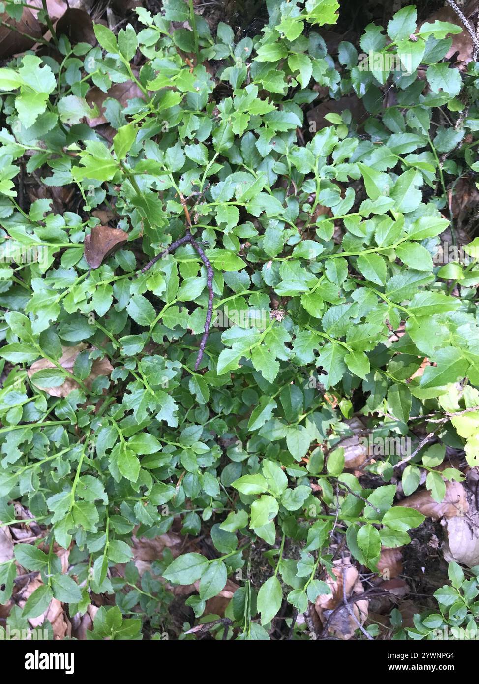 common bilberry (Vaccinium myrtillus Stock Photo - Alamy