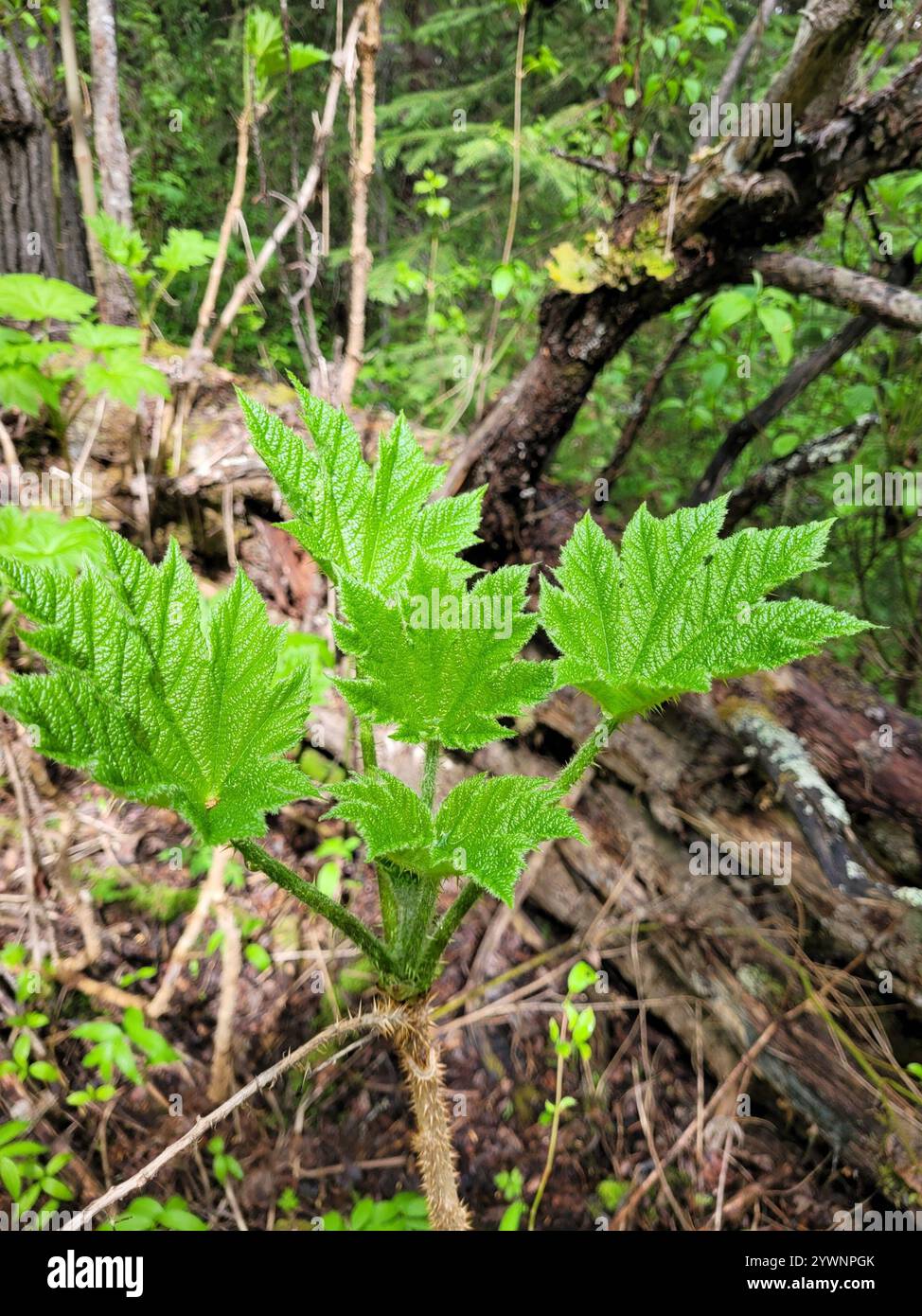 Devil's Club (Oplopanax horridus Stock Photo - Alamy