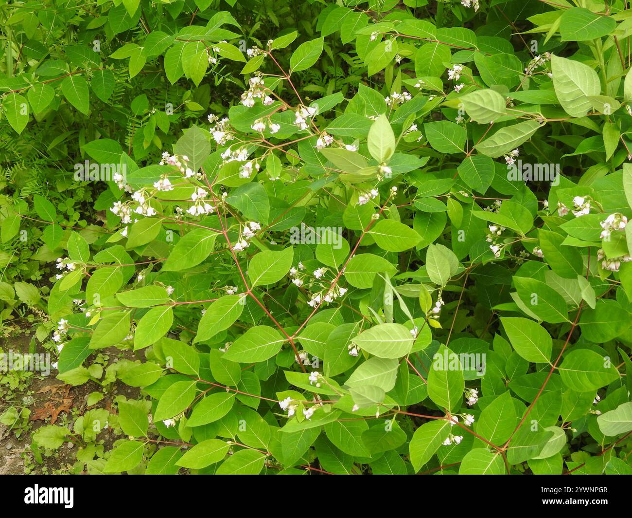 spreading dogbane (Apocynum androsaemifolium Stock Photo - Alamy