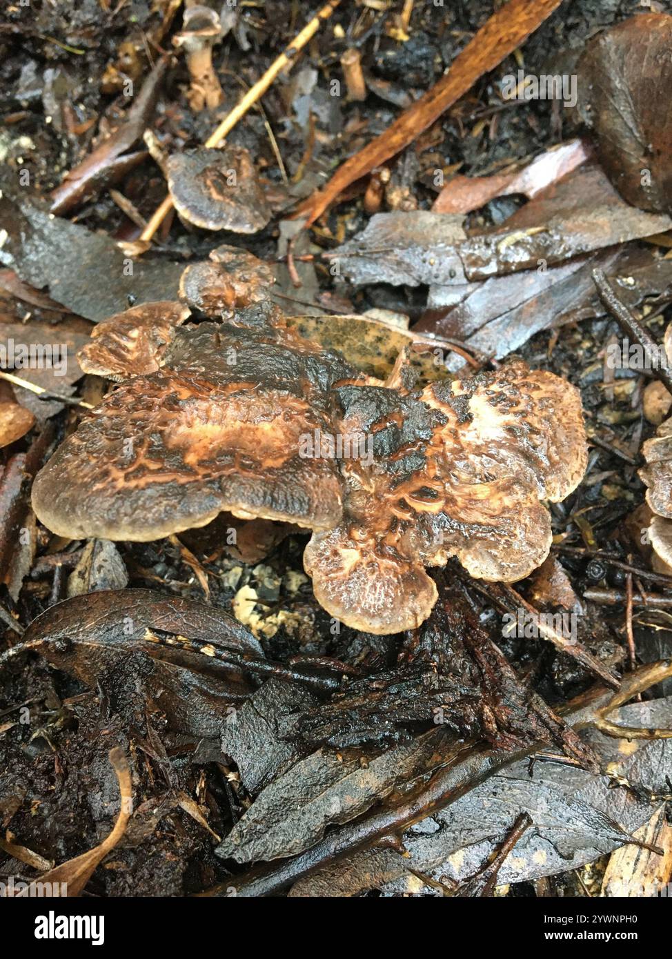 shingled hedgehog (Sarcodon imbricatus Stock Photo - Alamy