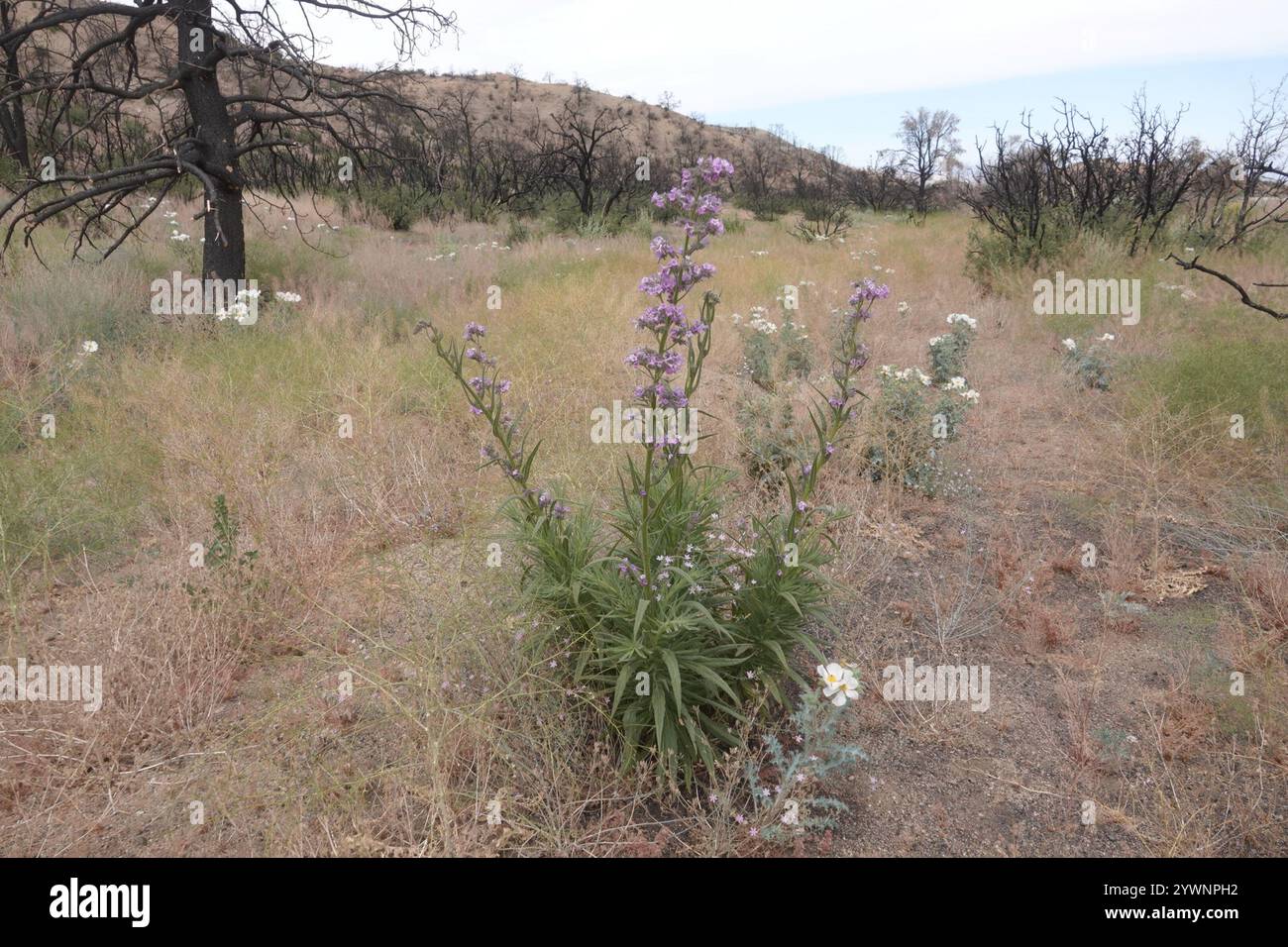 Poodle-dog bush (Turricula parryi Stock Photo - Alamy