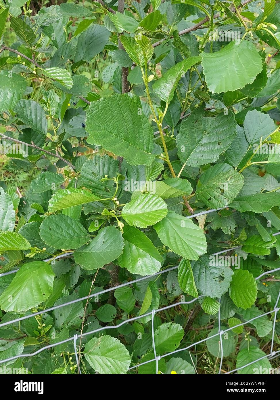 common alder (Alnus glutinosa Stock Photo - Alamy