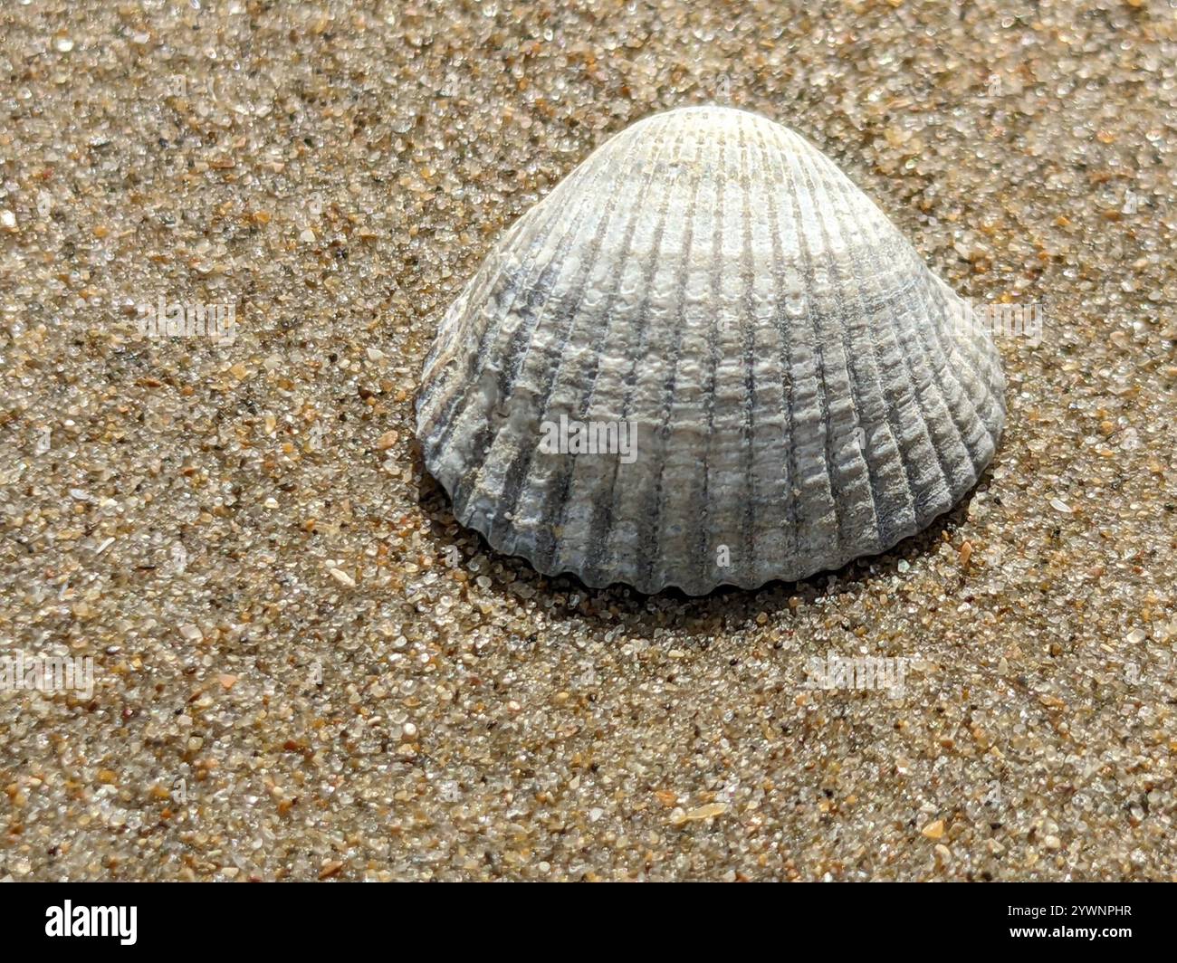 Common Cockle (Cerastoderma edule Stock Photo - Alamy