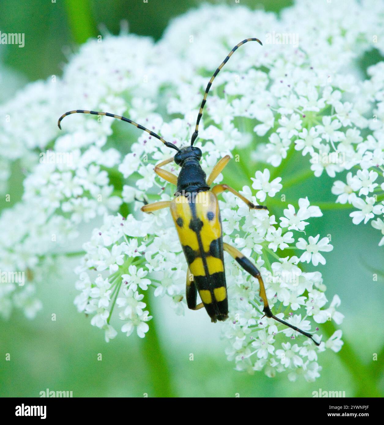 Spotted Longhorn Beetle (Rutpela maculata Stock Photo - Alamy