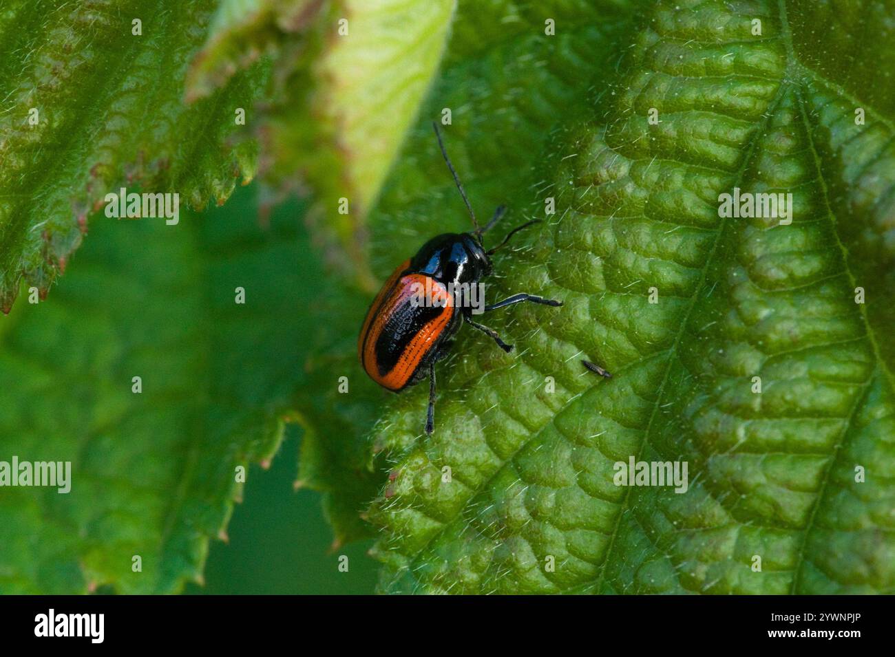 black-and-red pot beetle (Cryptocephalus bipunctatus Stock Photo - Alamy