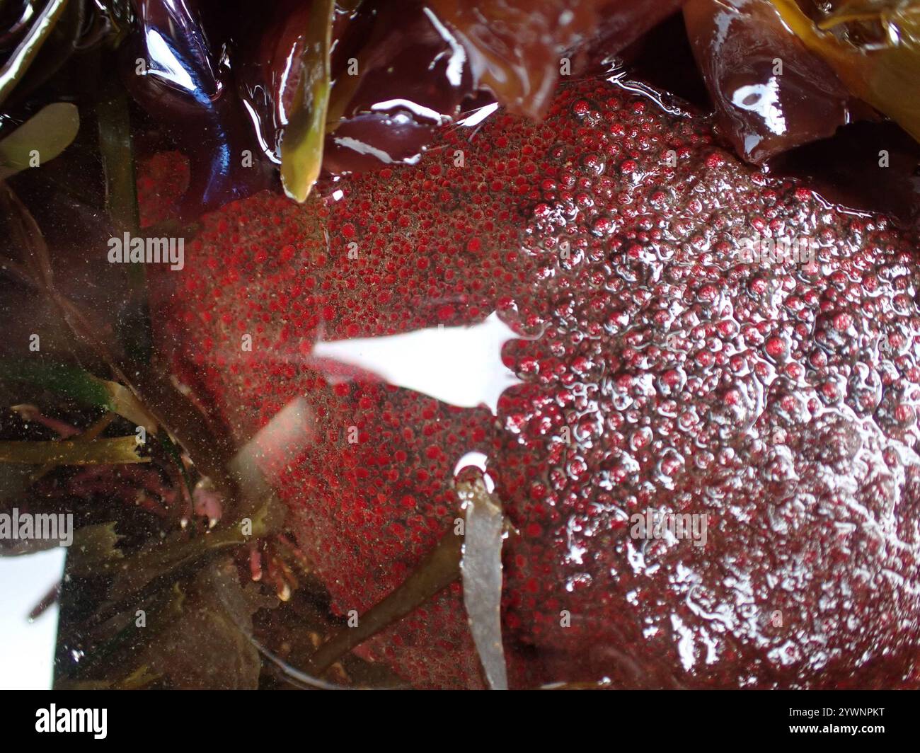 Gumboot Chiton (Cryptochiton stelleri Stock Photo - Alamy