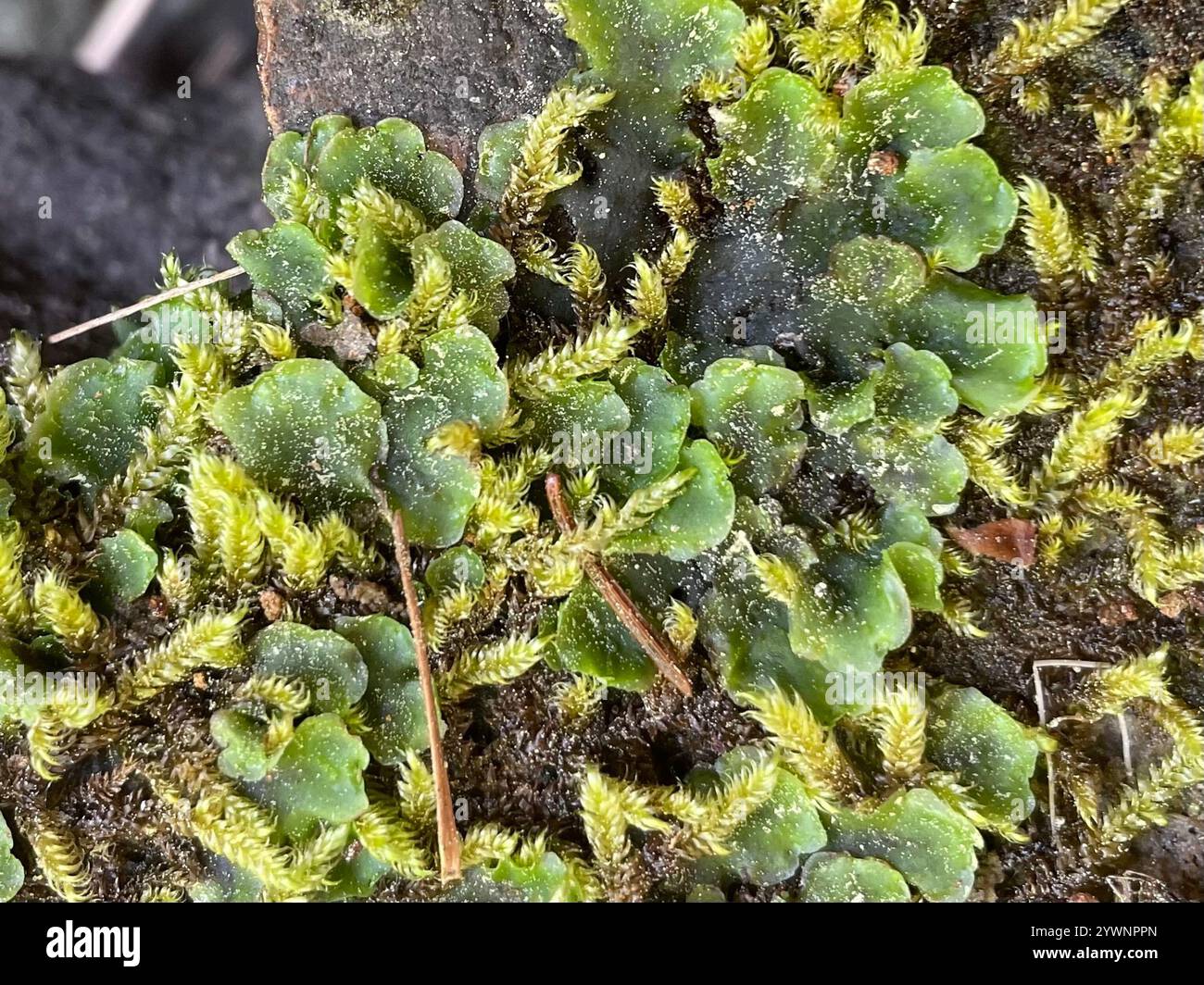 greasewort (Aneura pinguis Stock Photo - Alamy