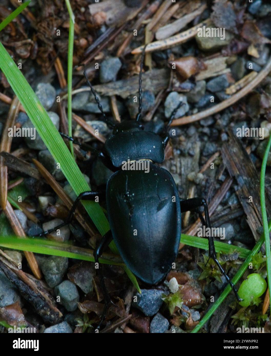 smooth ground beetle (Carabus glabratus Stock Photo - Alamy