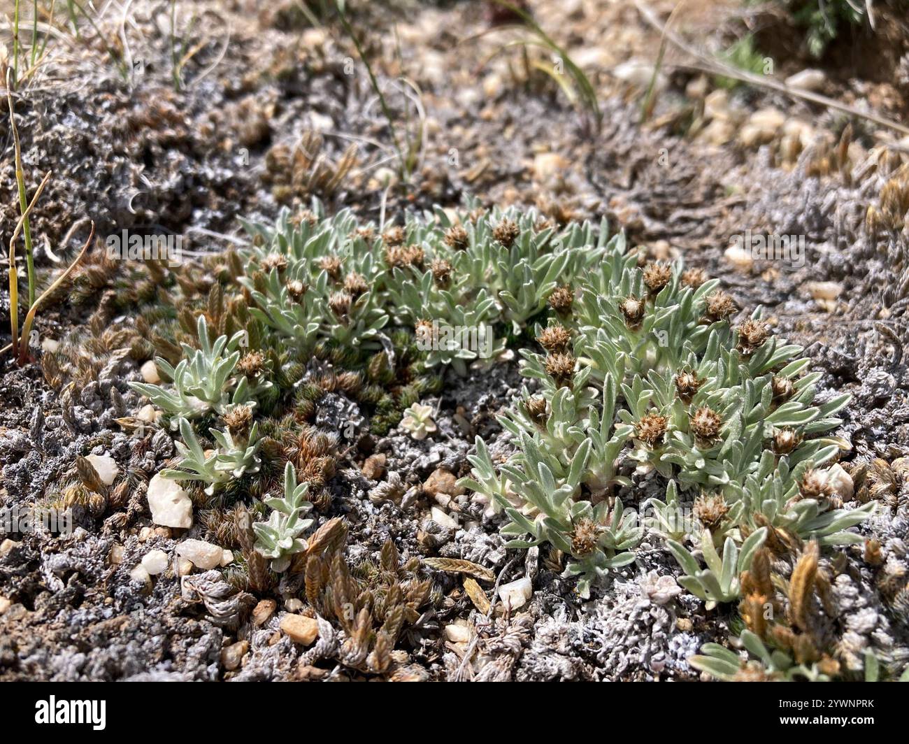 Low Pussytoes (Antennaria dimorpha Stock Photo - Alamy