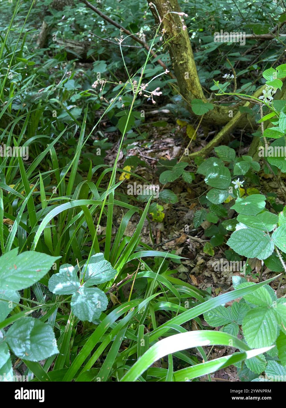 Great Woodrush (Luzula sylvatica Stock Photo - Alamy