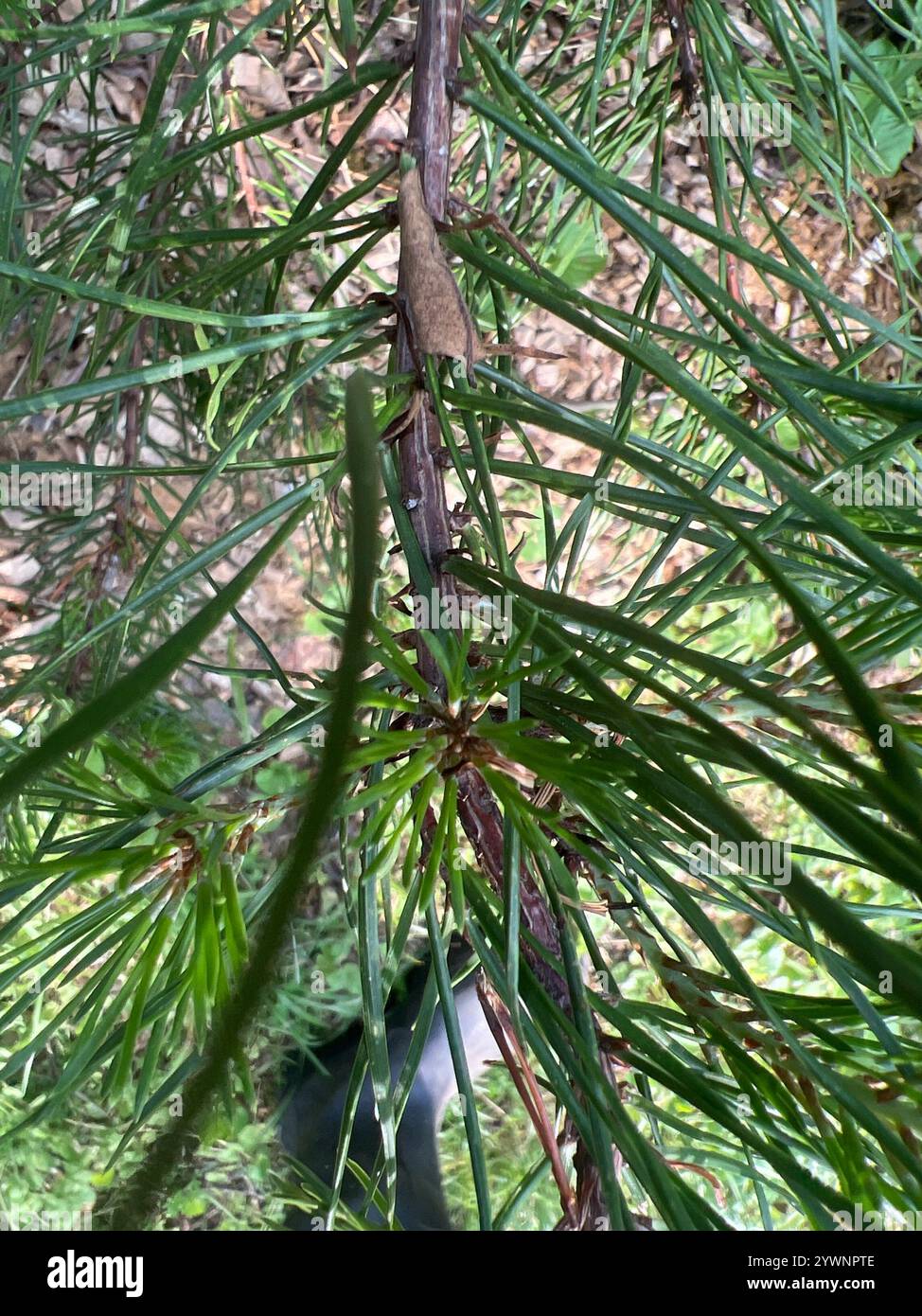 Virginia pine (Pinus virginiana Stock Photo - Alamy