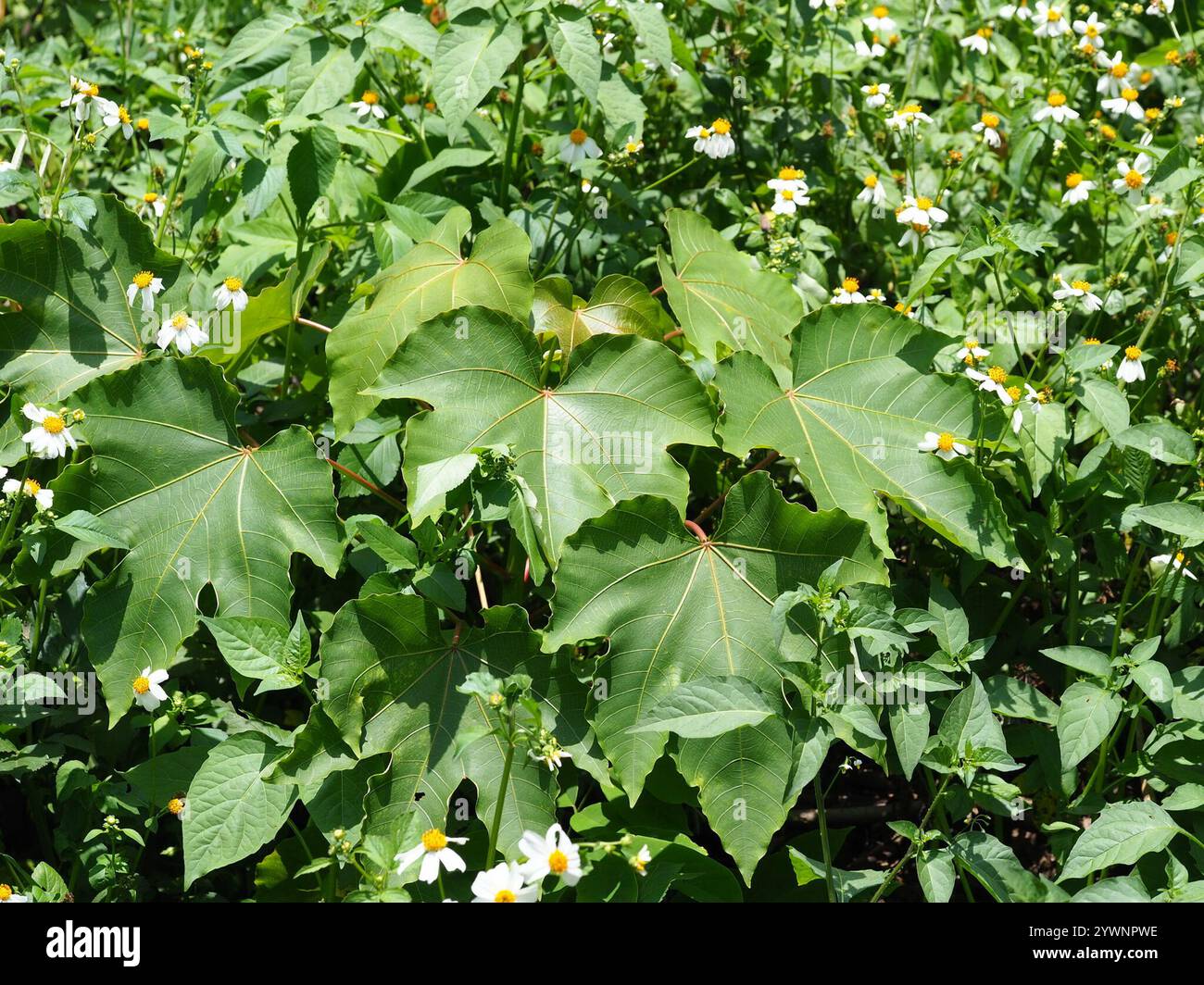 mu oil tree (Vernicia montana Stock Photo - Alamy