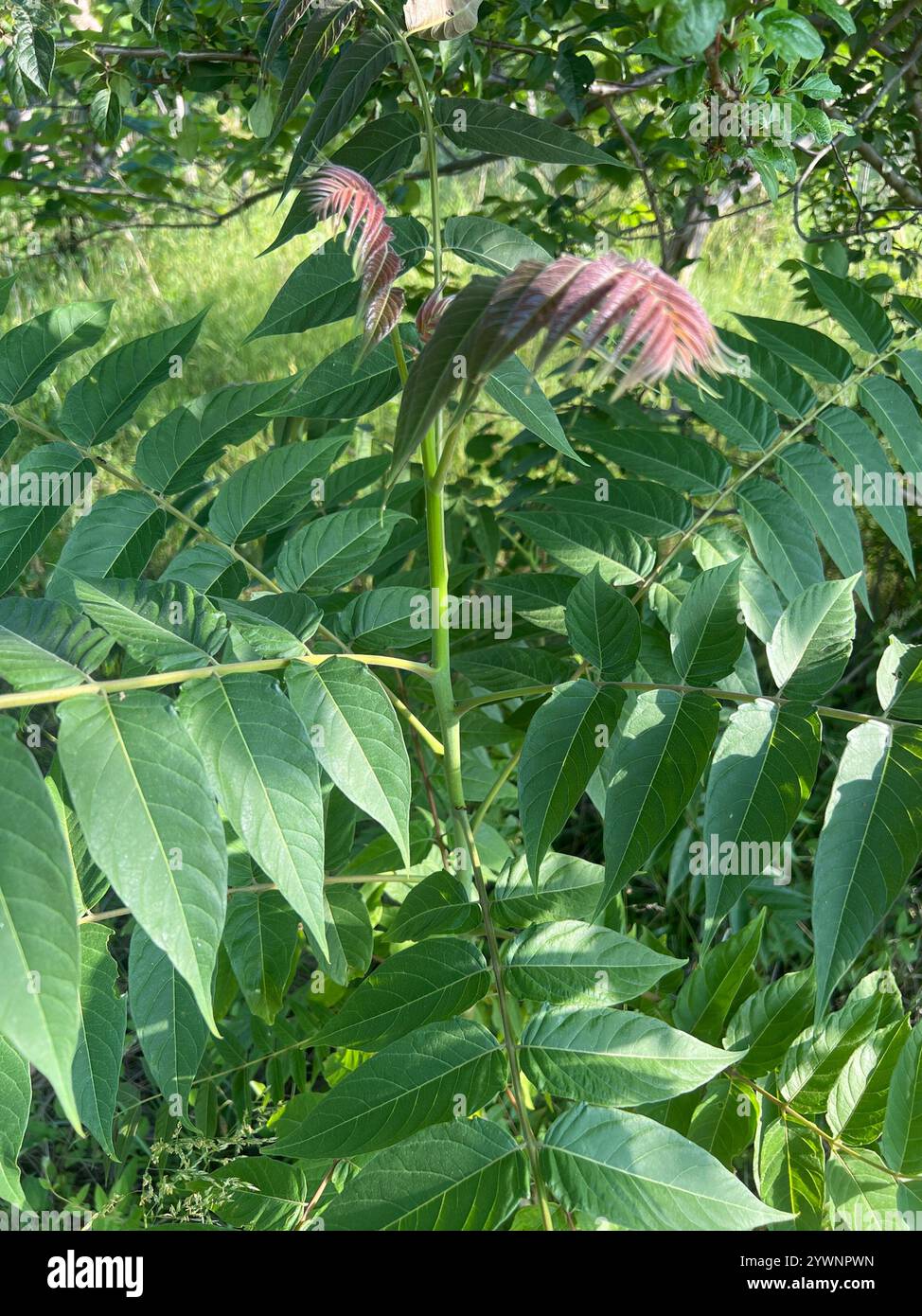 tree-of-heaven (Ailanthus altissima Stock Photo - Alamy