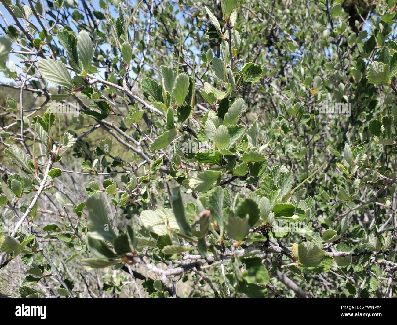 Alderleaf mountain mahogany hi-res stock photography and images - Alamy