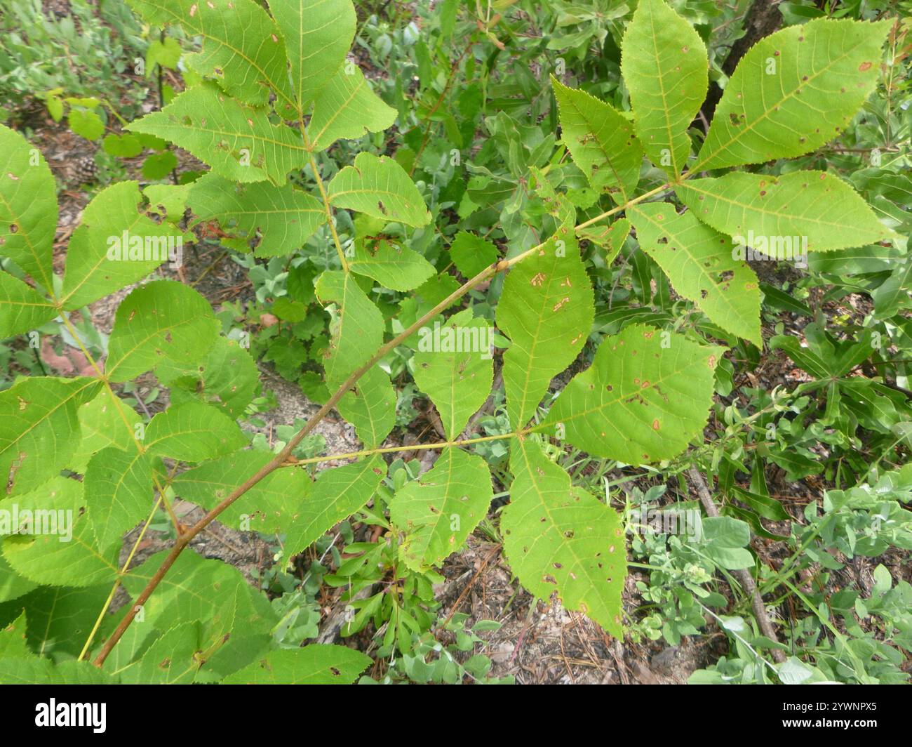 sand hickory (Carya pallida Stock Photo - Alamy