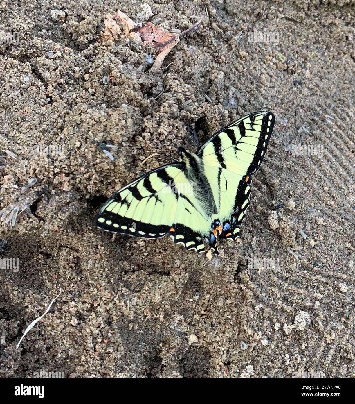 Canadian Tiger Swallowtail (Papilio canadensis Stock Photo - Alamy