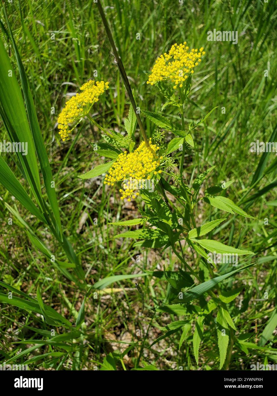 golden Alexanders (Zizia aurea Stock Photo - Alamy