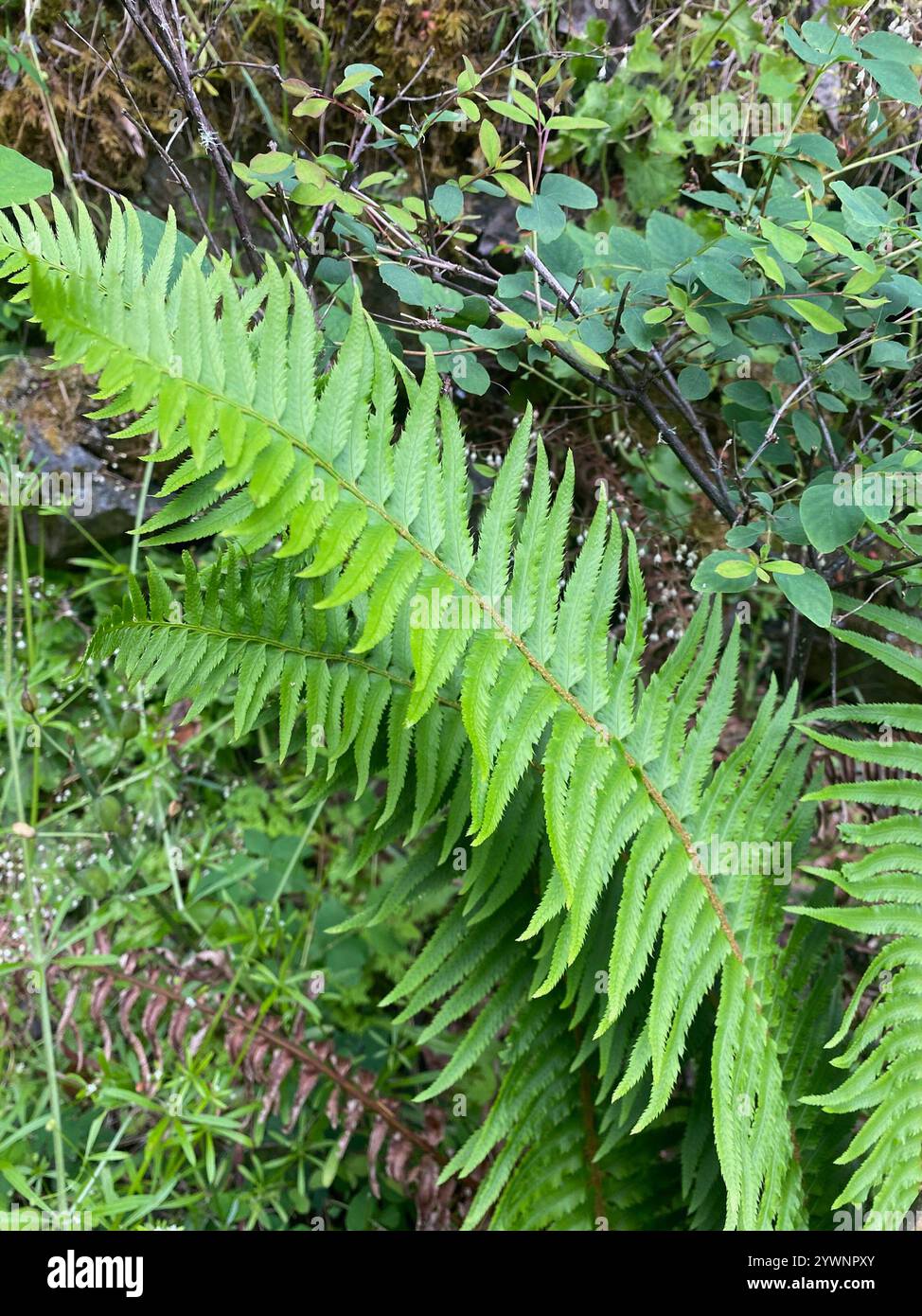 western sword fern (Polystichum munitum Stock Photo - Alamy