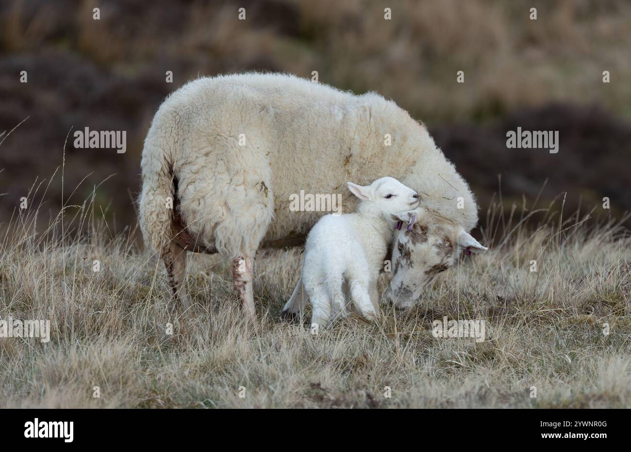 Sheep and her newborn lamb in Springtime. A pure white newborn lamb ...