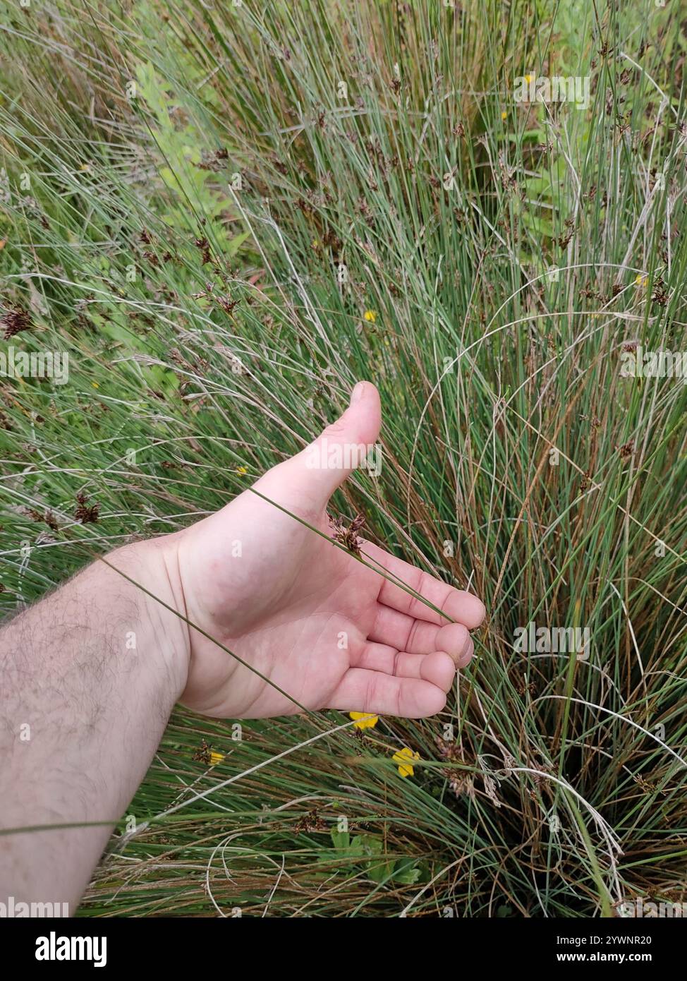 Hard Rush (Juncus inflexus Stock Photo - Alamy