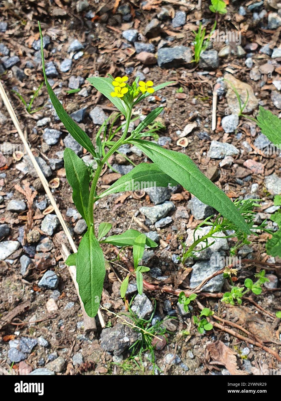 wormseed wallflower (Erysimum cheiranthoides Stock Photo - Alamy