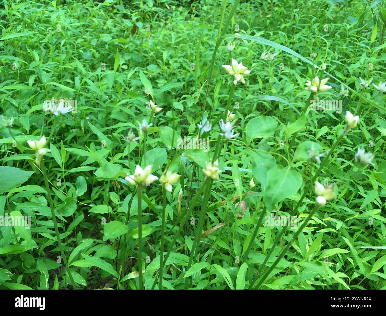 Allium canadense hi-res stock photography and images - Alamy