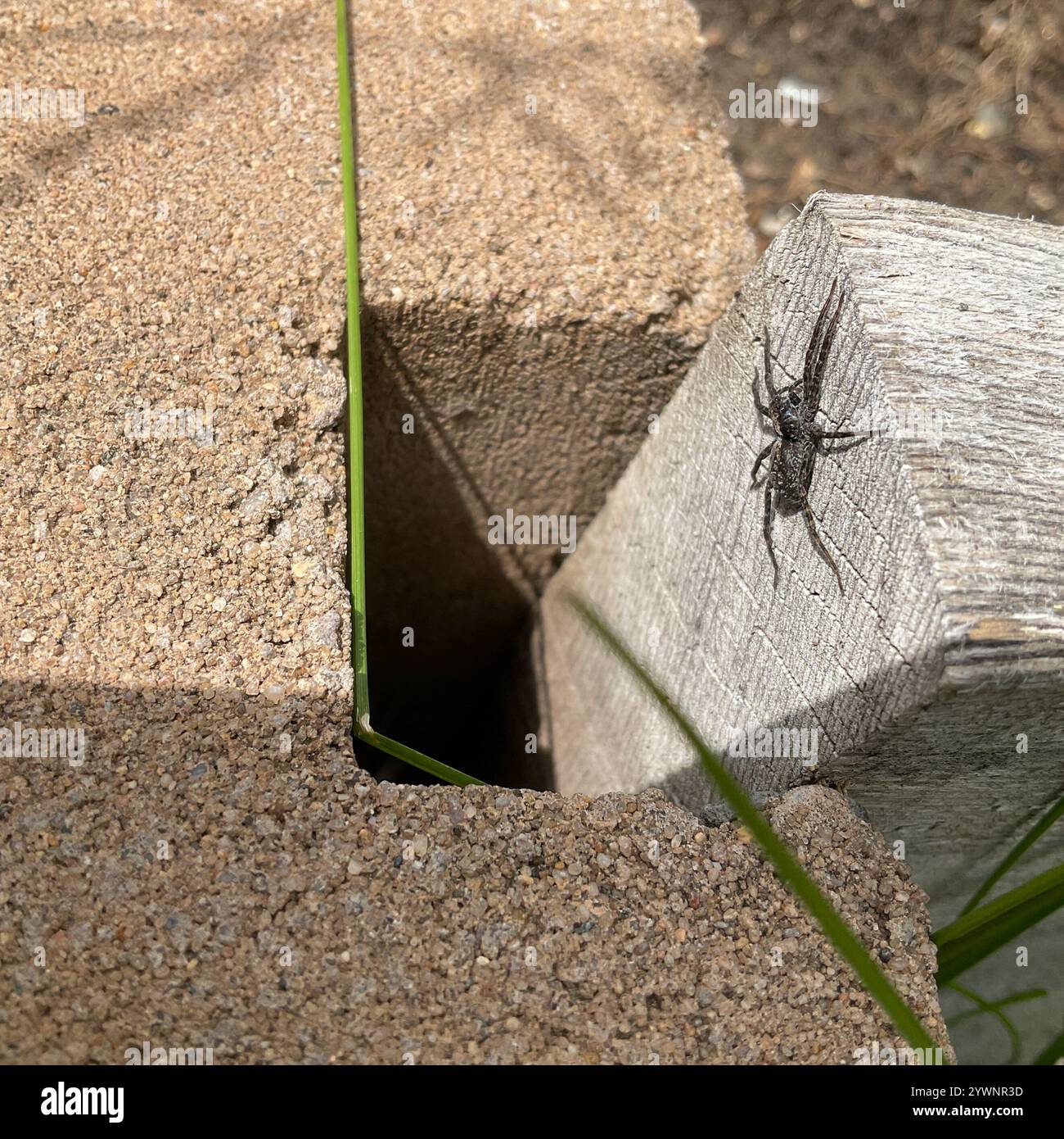 Thin-legged Wolf Spiders (Pardosa Stock Photo - Alamy
