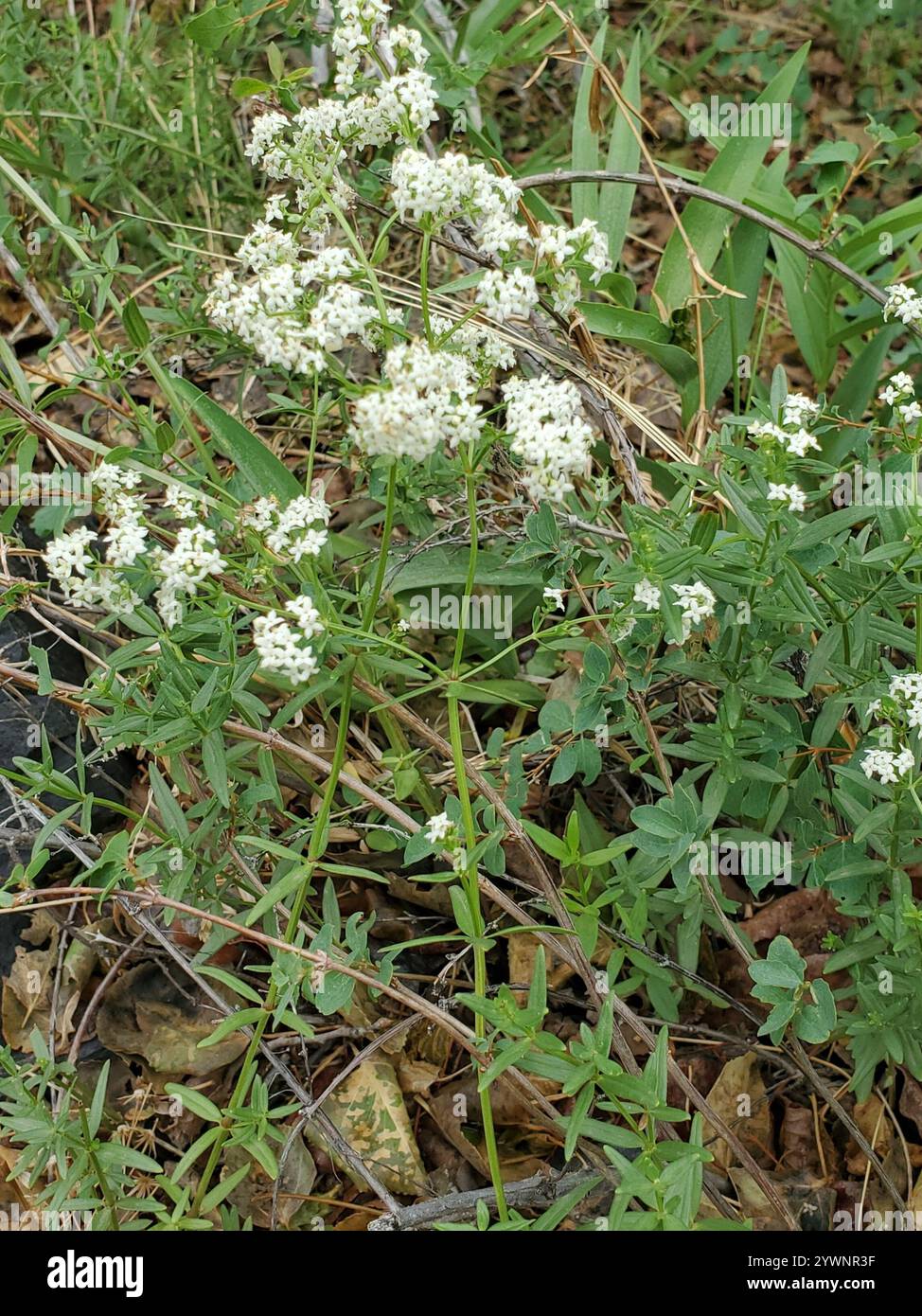 Northern Bedstraw (Galium boreale Stock Photo - Alamy