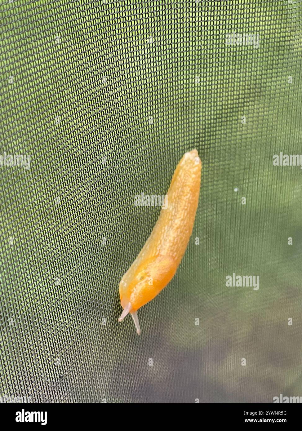 Arion Slugs (Arion Stock Photo - Alamy